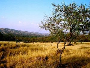 Kishan Bagh, Jaipur: A must-visit park for a desert-like feel! - Jaipur ...